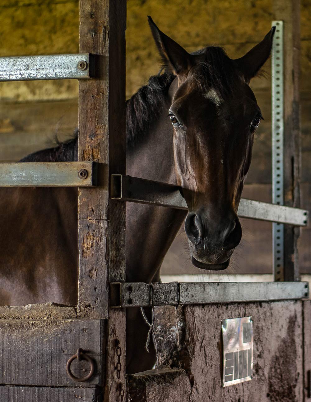 Equimax Horse - Deworming Stalled and Dry Lot Horses